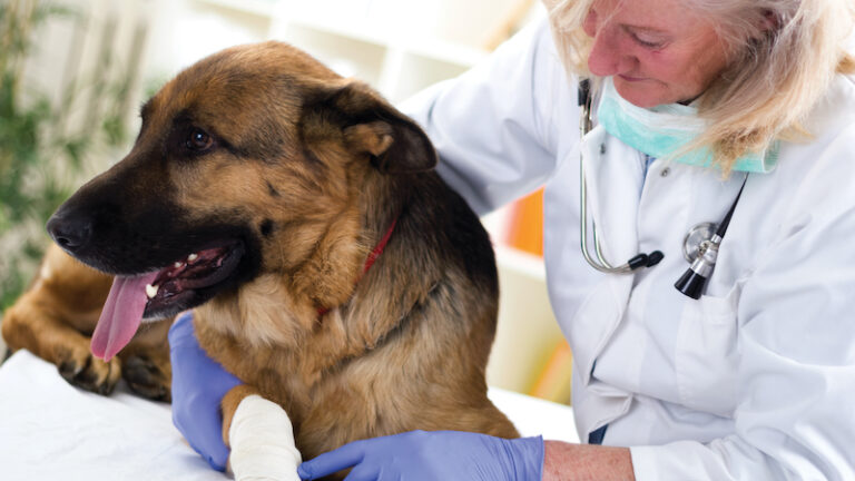 Our Veterinarians | Sunshine Animal Hospital | Annandale,VA